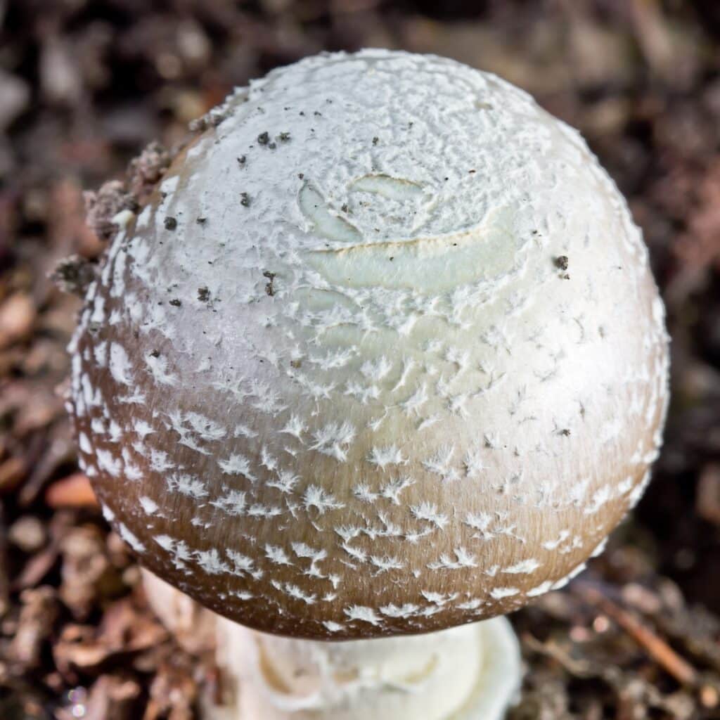 Mushroom Veils: Universal and Partial Veils Explained - Mushroom ...
