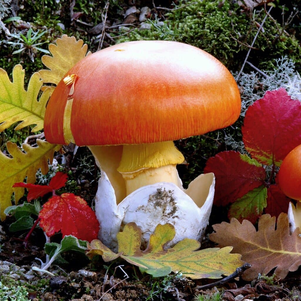 North American Amanitas: A Detailed Identification Guide - Mushroom ...