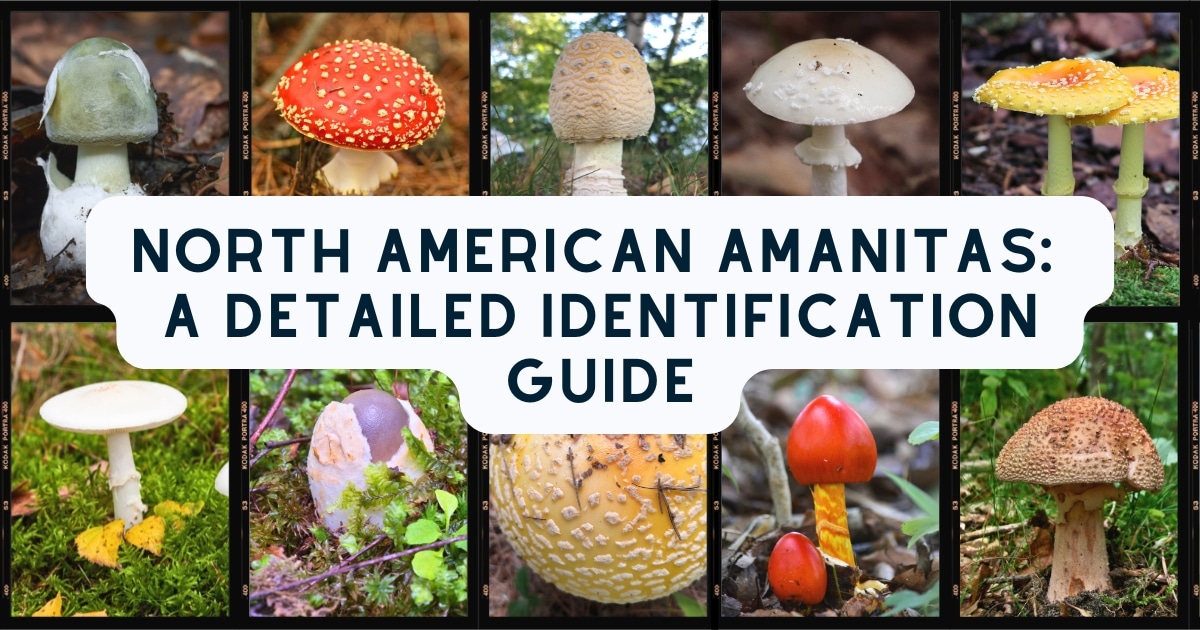 North American Amanitas: A Detailed Identification Guide - Mushroom Appreciation