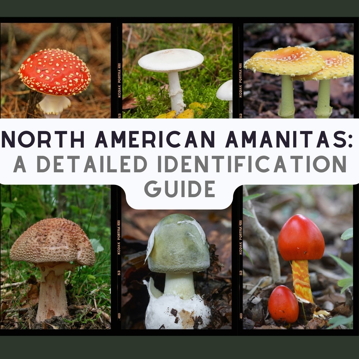 Amanita Mushrooms Identification North American Amanitas: A Detailed