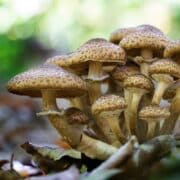 15 Absolutely Strange Facts About Mushrooms - Mushroom Appreciation