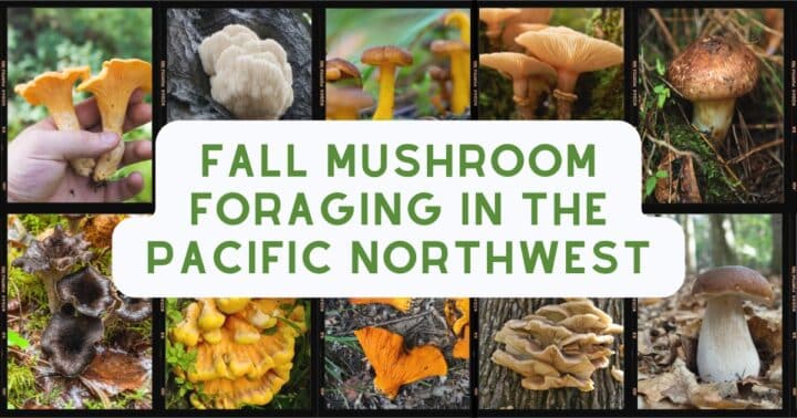 Fall Mushroom Foraging in the Pacific Northwest - Mushroom Appreciation