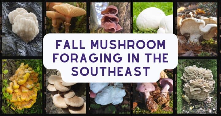 Fall Mushroom Foraging in the Southeast - Mushroom Appreciation