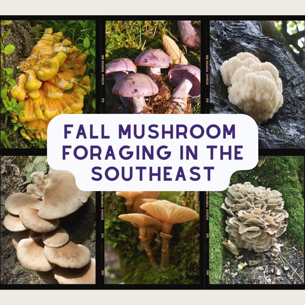 Oyster Mushroom: Identification, Foraging, and Cooking - Mushroom ...