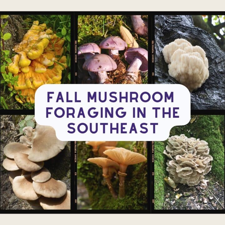The Wild World of Bird's Nest Fungi: Identification Guide - Mushroom ...