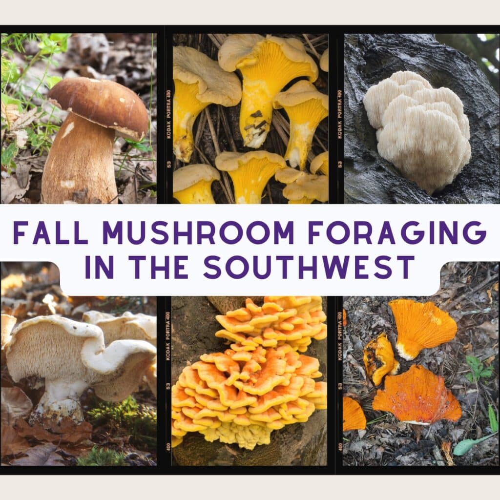 Slippery Jacks: A Beginner's Guide to Identification and Foraging ...