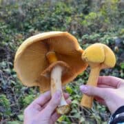 Parts of a Mushroom: Stem Rings and Skirts - Mushroom Appreciation