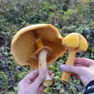 Parts of a Mushroom: Stem Rings and Skirts - Mushroom Appreciation