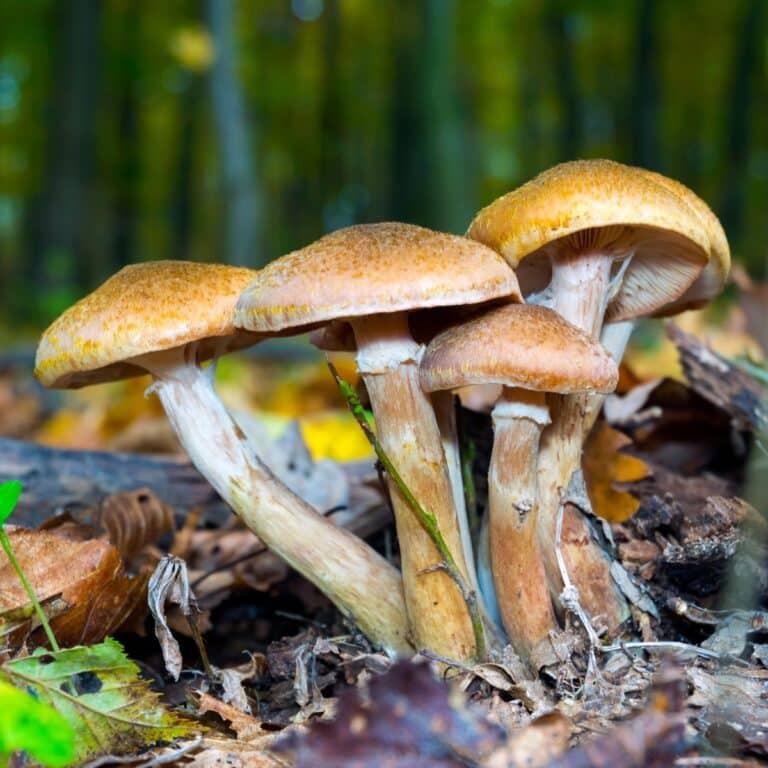 Wood Blewit: Identification, Foraging, and Cooking The Purple Nudist ...