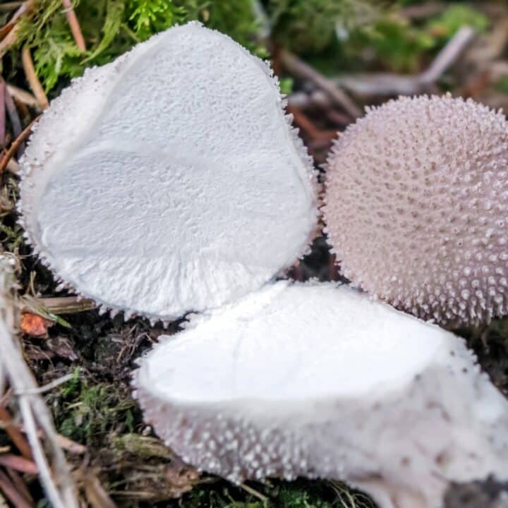 Dead Man's Foot Fungus: Identification Guide and Lookalikes - Mushroom ...
