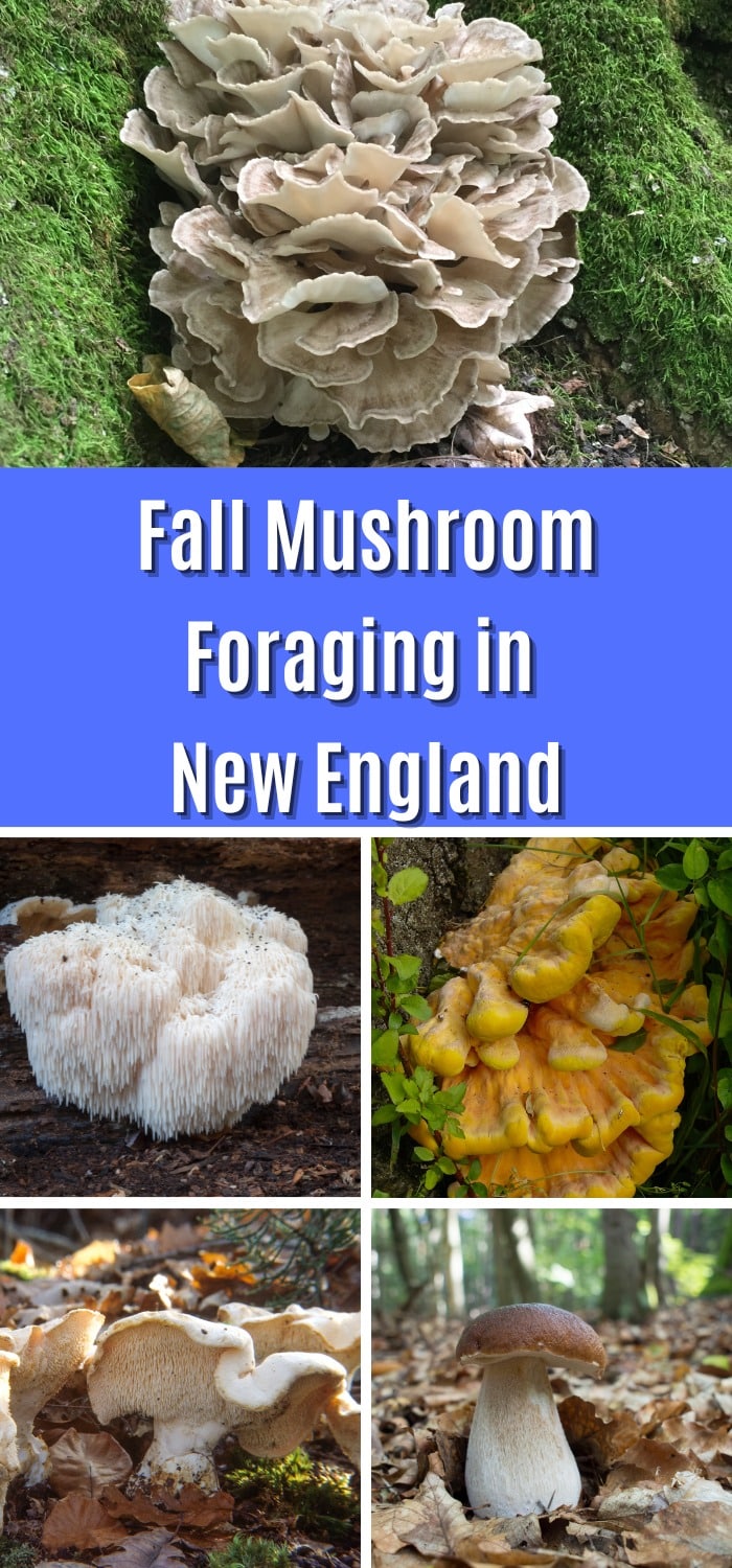 Fall Mushroom Foraging In New England - Mushroom Appreciation