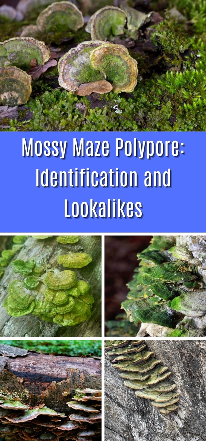 Mossy Maze Polypore: Identification and Lookalikes - Mushroom Appreciation