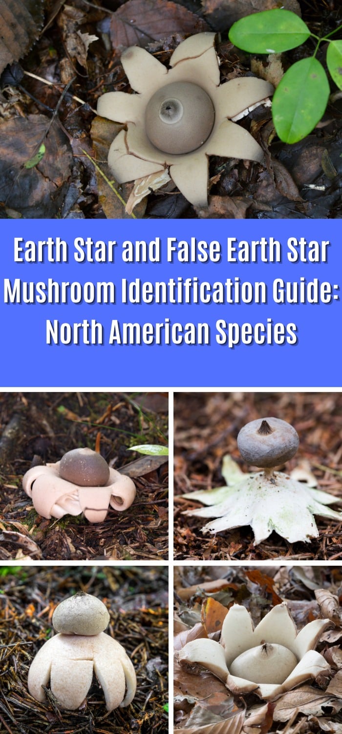 Earth Star and False Earth Star Mushroom Identification Guide: North ...