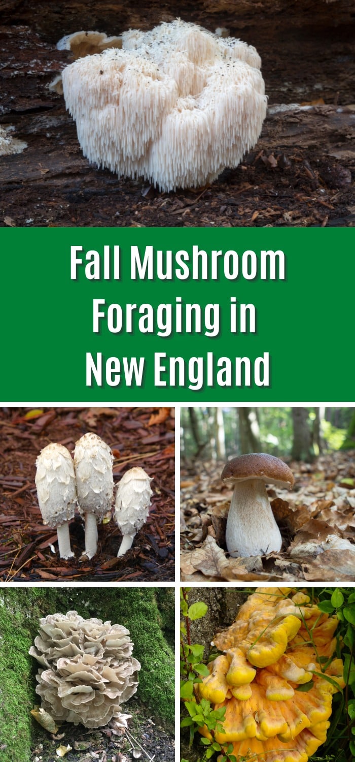 Fall Mushroom Foraging In New England - Mushroom Appreciation
