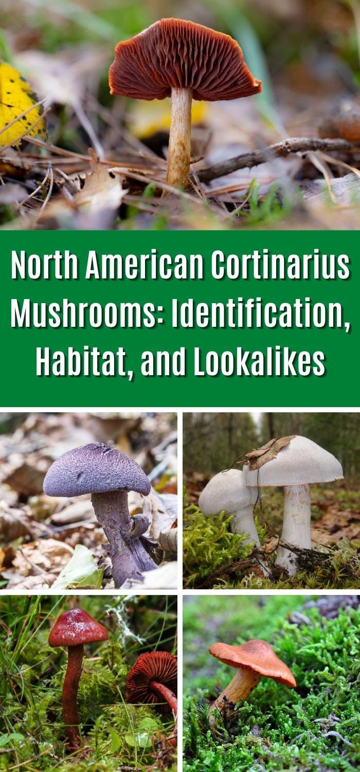 North American Cortinarius Mushrooms: Identification, Habitat, and ...