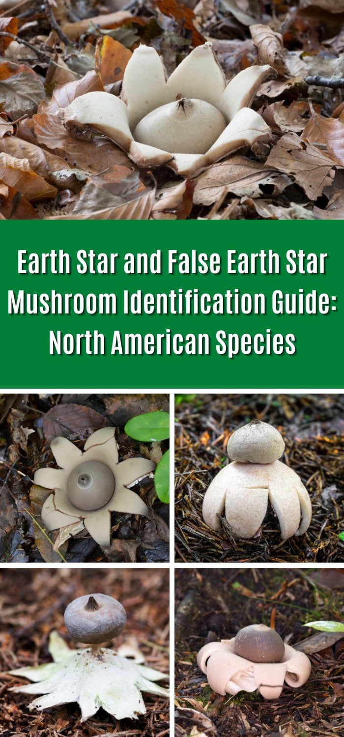 Earth Star and False Earth Star Mushroom Identification Guide: North ...