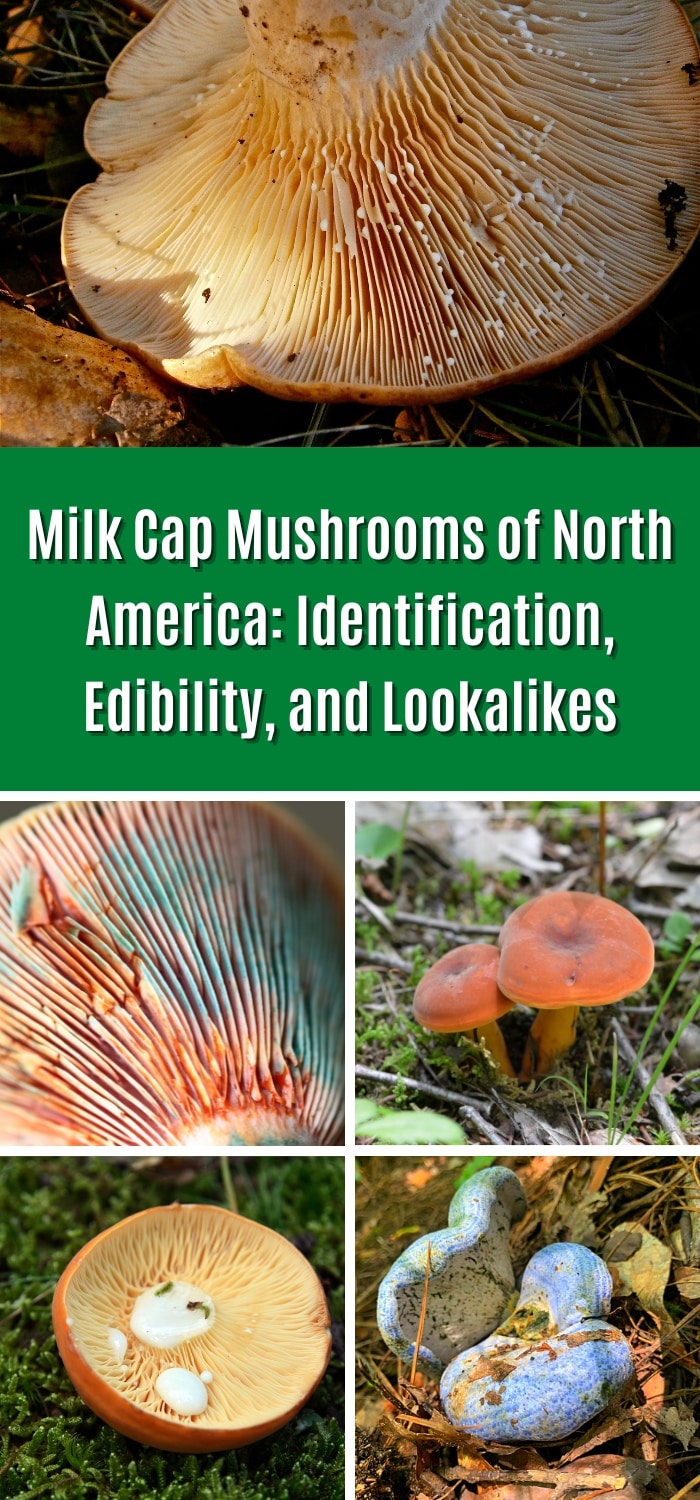 Milk Cap Mushrooms of North America: Identification, Edibility, and ...