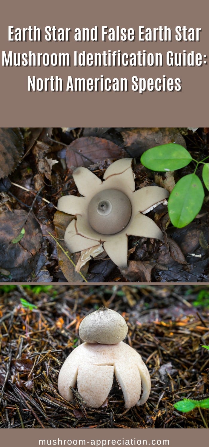 Earth Star and False Earth Star Mushroom Identification Guide: North ...