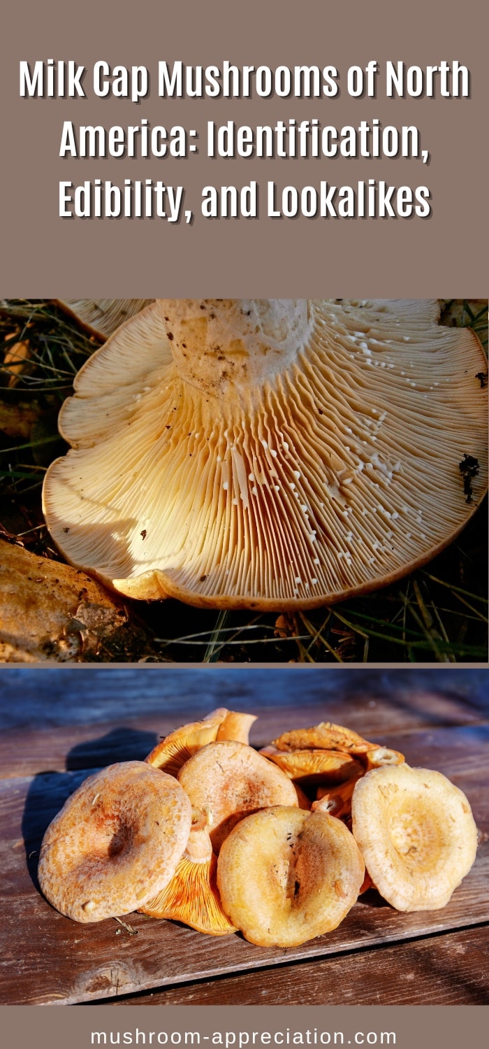 Milk Cap Mushrooms of North America: Identification, Edibility, and ...