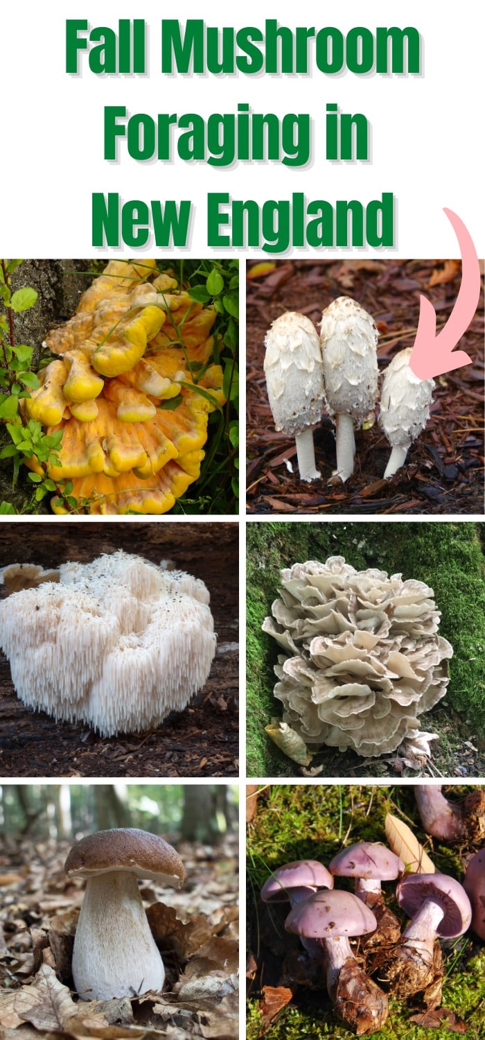 Fall Mushroom Foraging In New England - Mushroom Appreciation