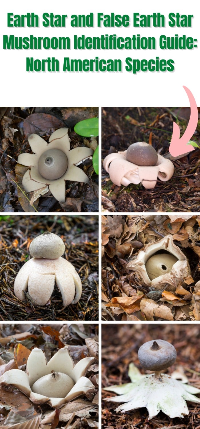 Earth Star and False Earth Star Mushroom Identification Guide: North ...