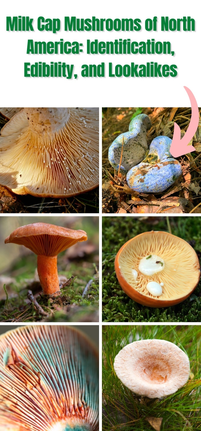 Milk Cap Mushrooms of North America: Identification, Edibility, and ...
