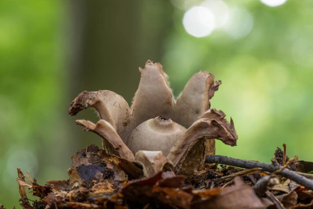 Earth Star and False Earth Star Mushroom Identification Guide: North ...