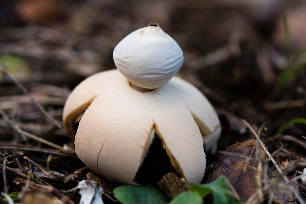 Earth Star and False Earth Star Mushroom Identification Guide: North ...