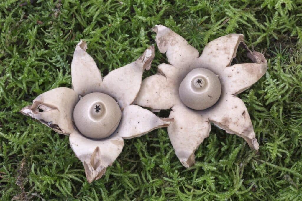 Earth Star and False Earth Star Mushroom Identification Guide: North ...