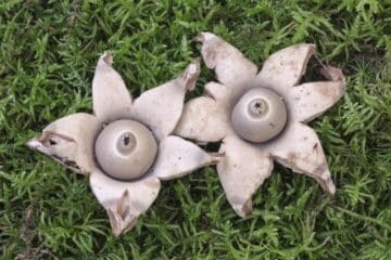 Earth Star and False Earth Star Mushroom Identification Guide: North ...