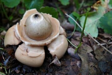 Earth Star and False Earth Star Mushroom Identification Guide: North ...