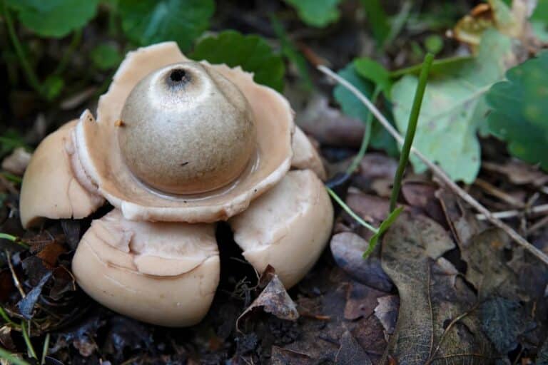 Earth Star and False Earth Star Mushroom Identification Guide: North ...