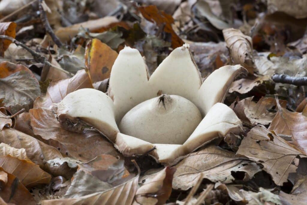 Earth Star and False Earth Star Mushroom Identification Guide: North ...