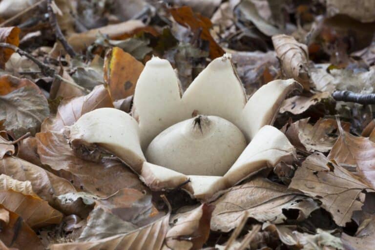 Earth Star and False Earth Star Mushroom Identification Guide: North ...