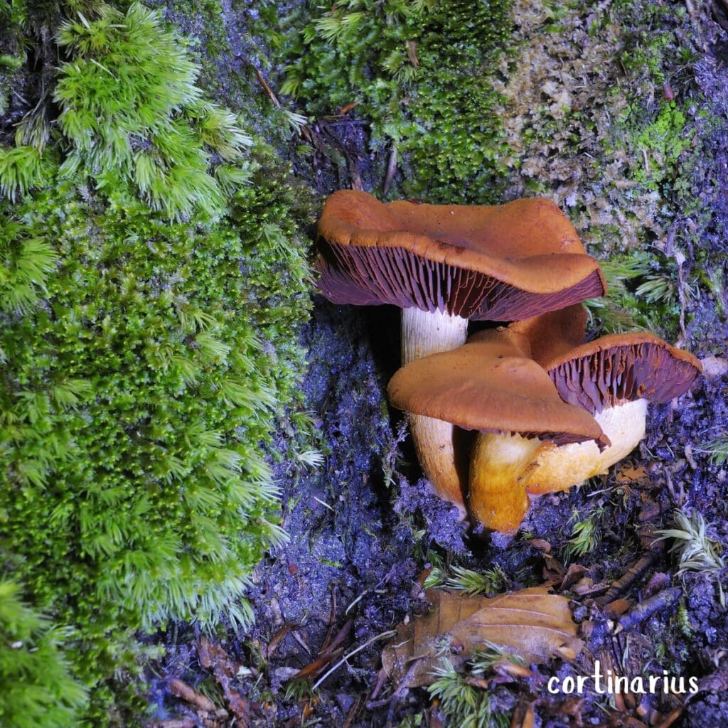North American Cortinarius Mushrooms: Identification, Habitat, and ...