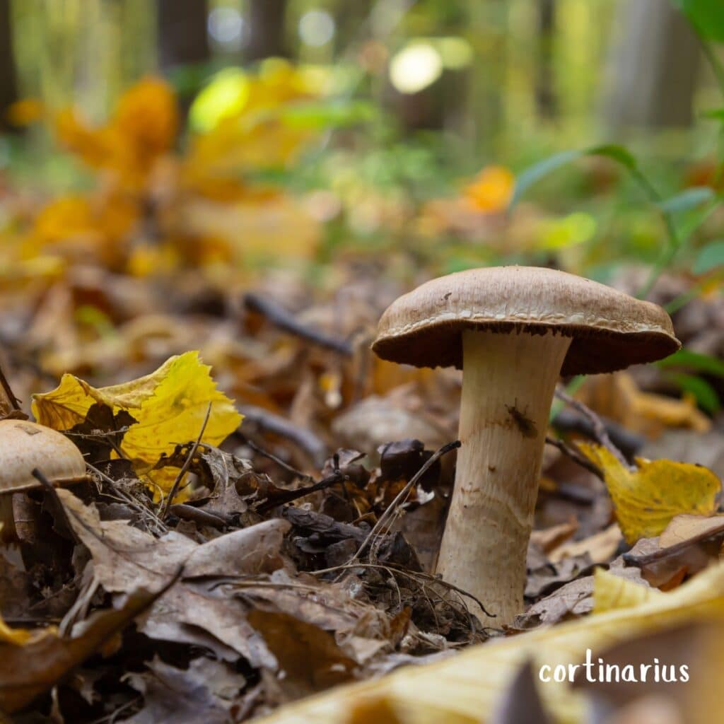 North American Cortinarius Mushrooms: Identification, Habitat, and ...