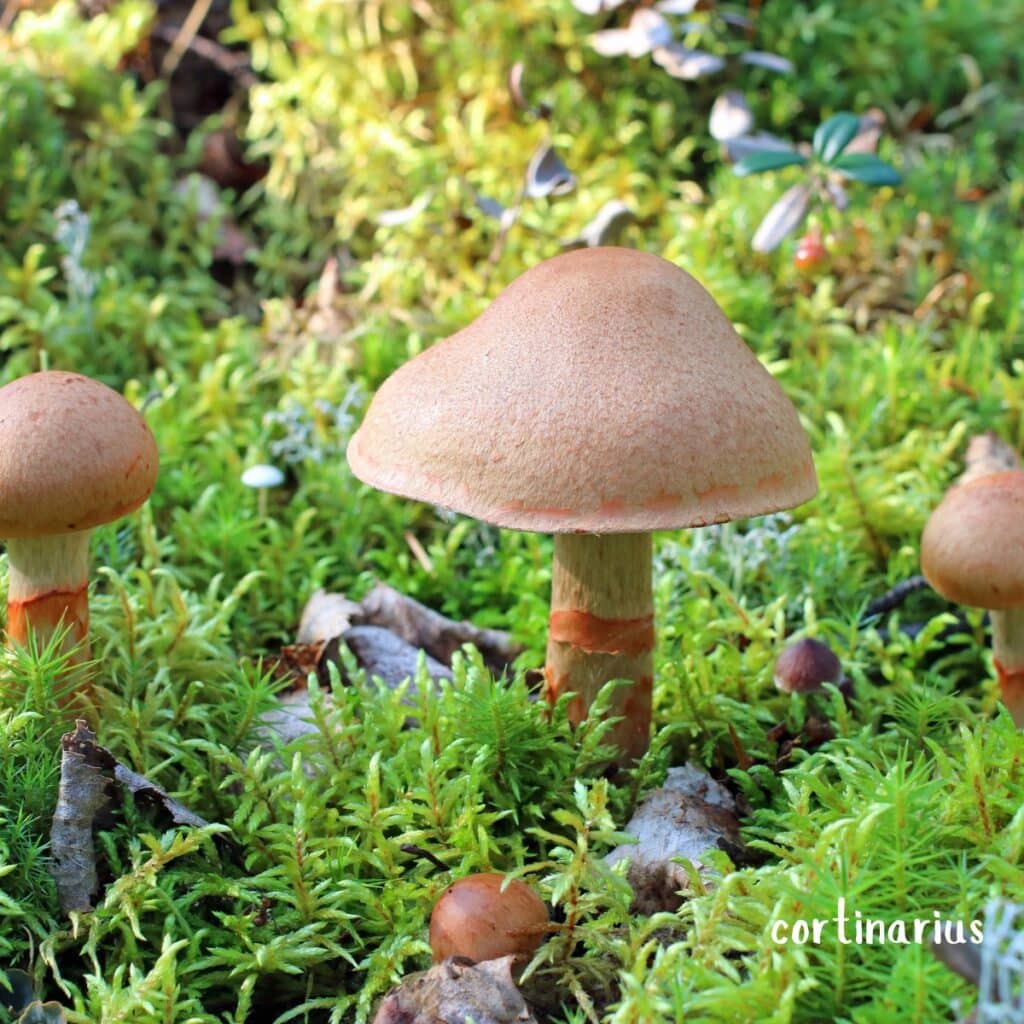 North American Cortinarius Mushrooms: Identification, Habitat, and ...