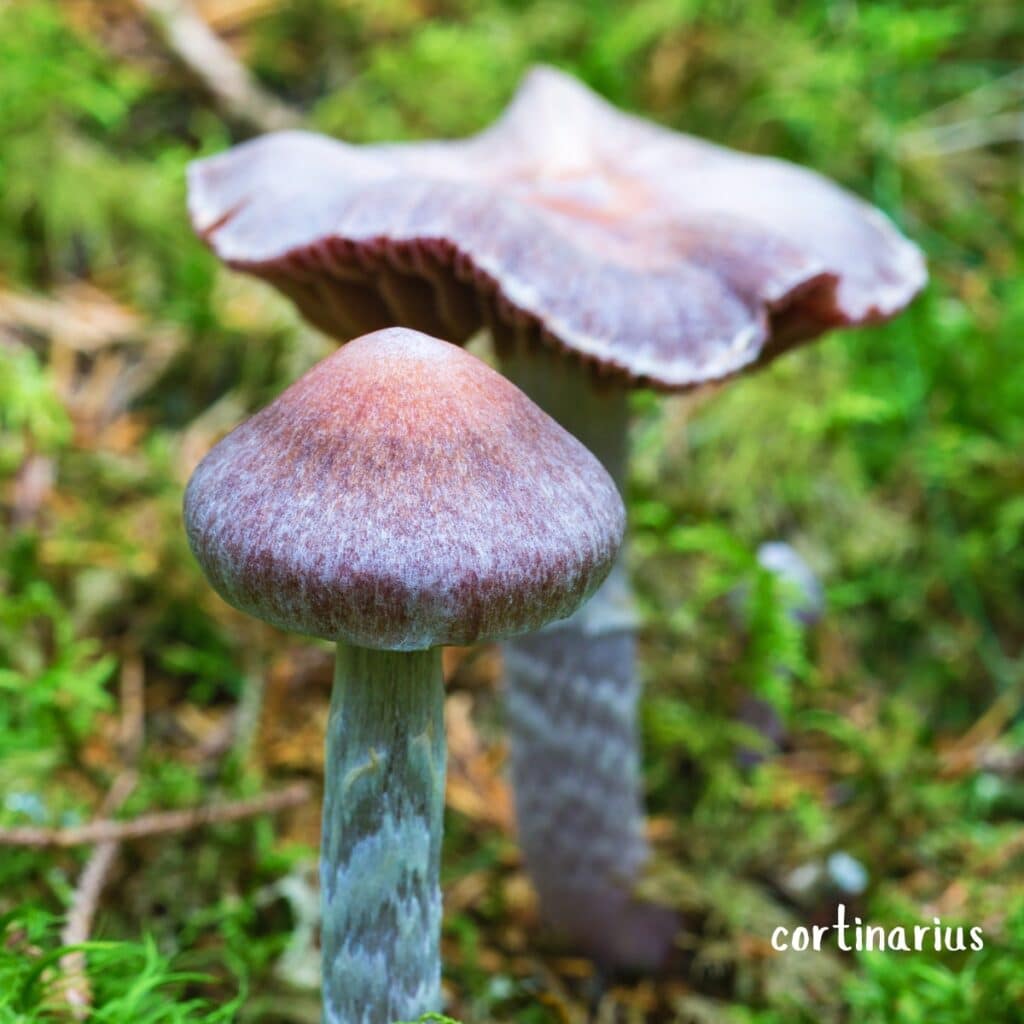 North American Cortinarius Mushrooms: Identification, Habitat, and ...