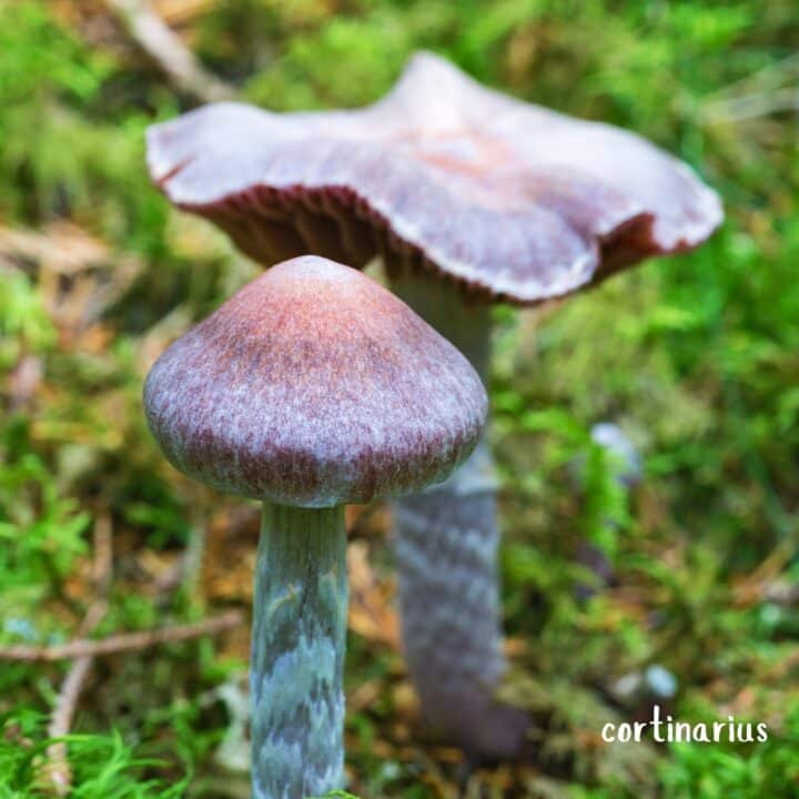 North American Cortinarius Mushrooms: Identification, Habitat, and ...
