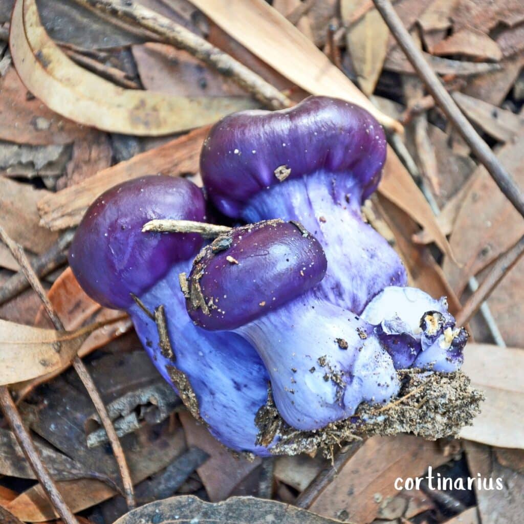 North American Cortinarius Mushrooms: Identification, Habitat, and ...