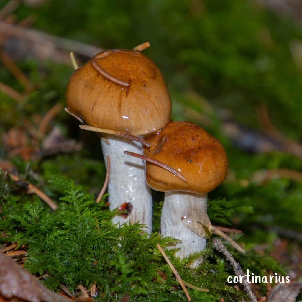 North American Cortinarius Mushrooms: Identification, Habitat, and ...