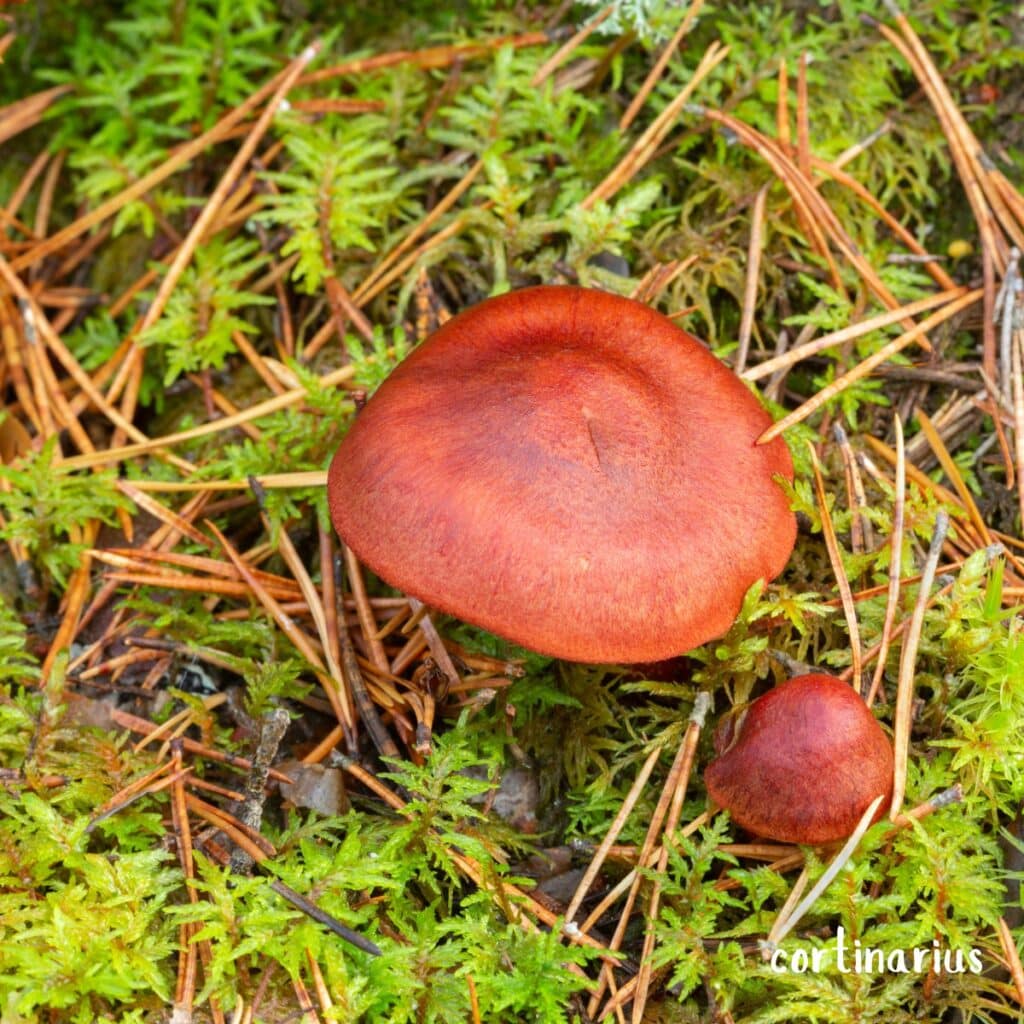 North American Cortinarius Mushrooms: Identification, Habitat, and ...