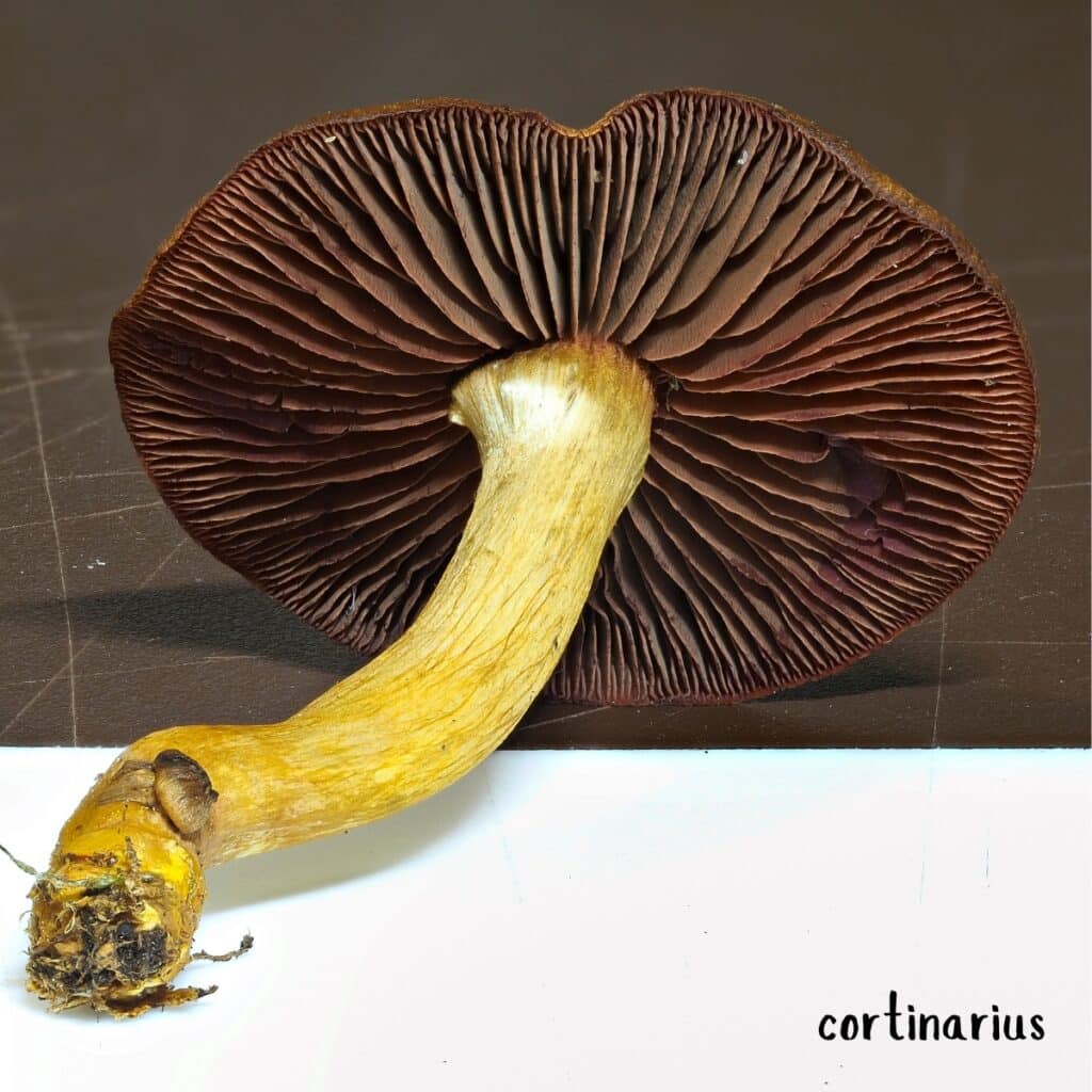 North American Cortinarius Mushrooms: Identification, Habitat, and ...