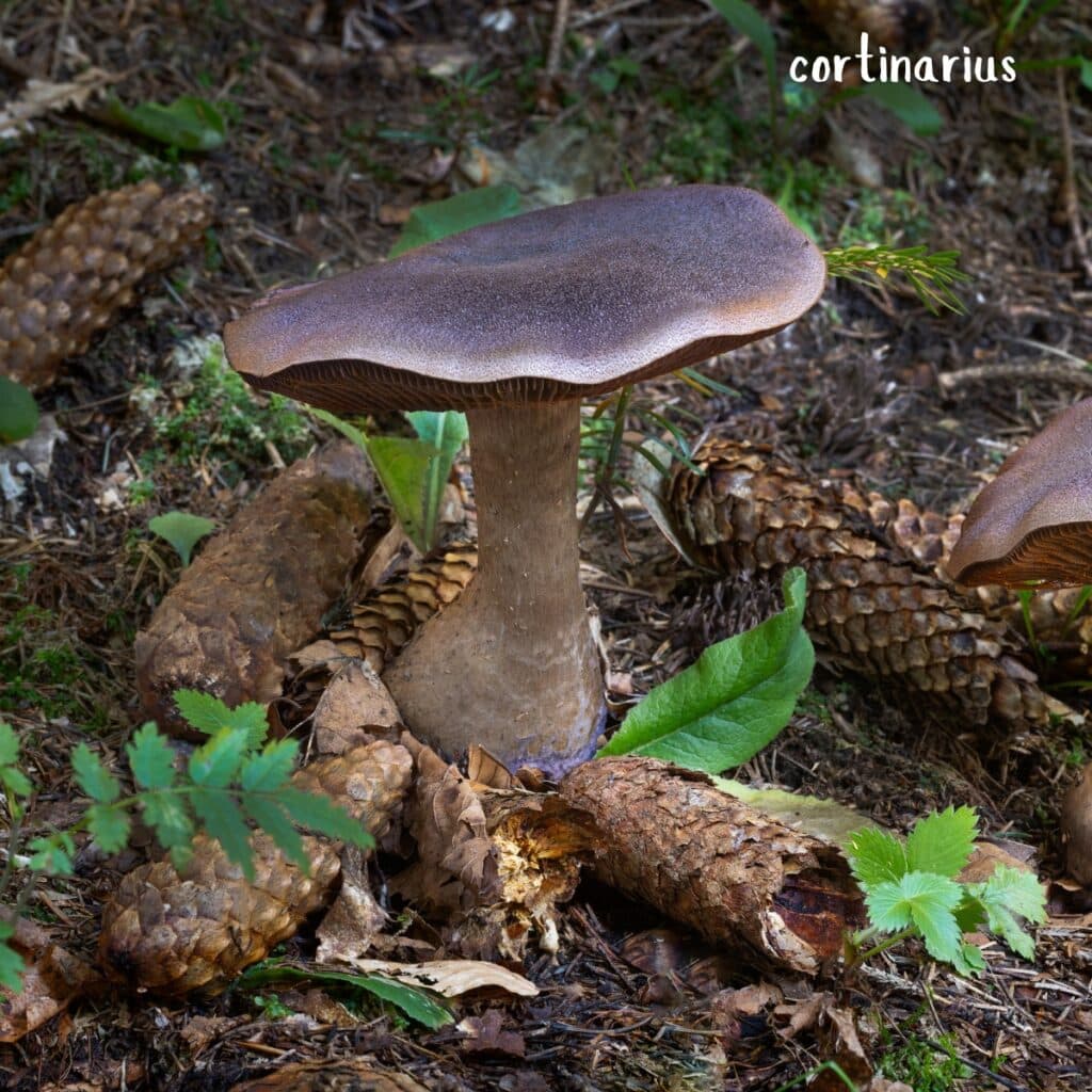 North American Cortinarius Mushrooms: Identification, Habitat, and ...