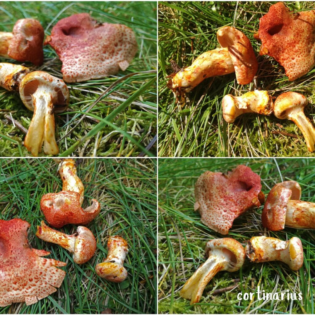 North American Cortinarius Mushrooms: Identification, Habitat, and ...