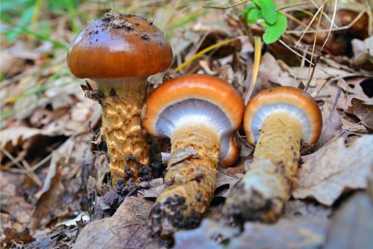 North American Cortinarius Mushrooms: Identification, Habitat, and ...
