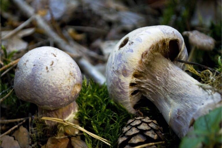 North American Cortinarius Mushrooms: Identification, Habitat, and ...