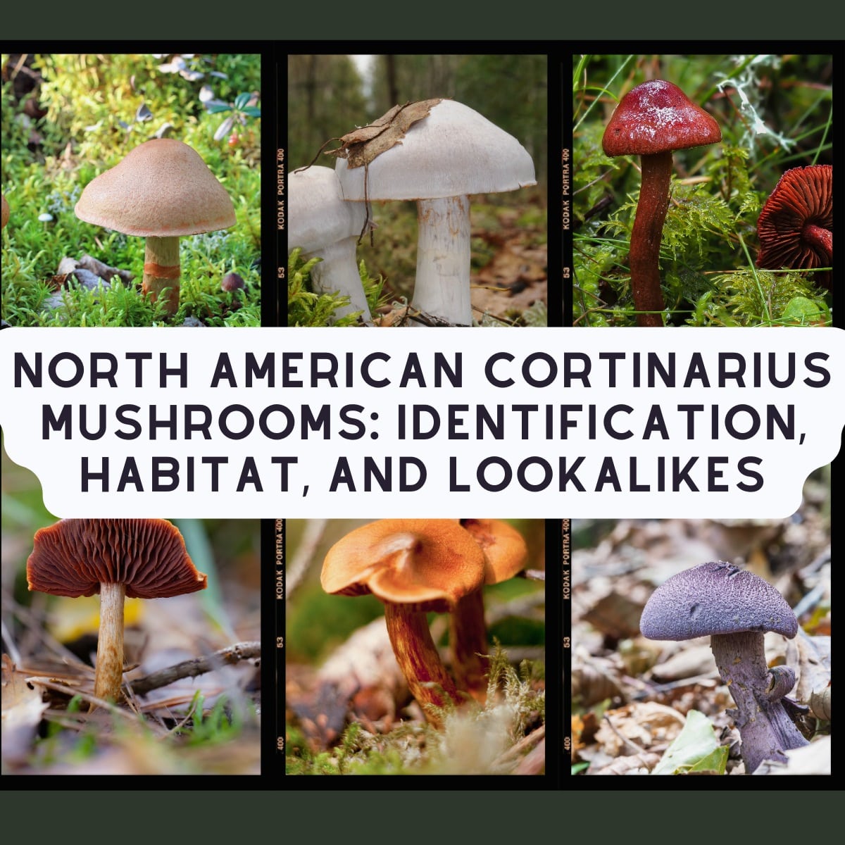 Black Trumpet Mushrooms: Identification and Foraging Guide - Mushroom ...
