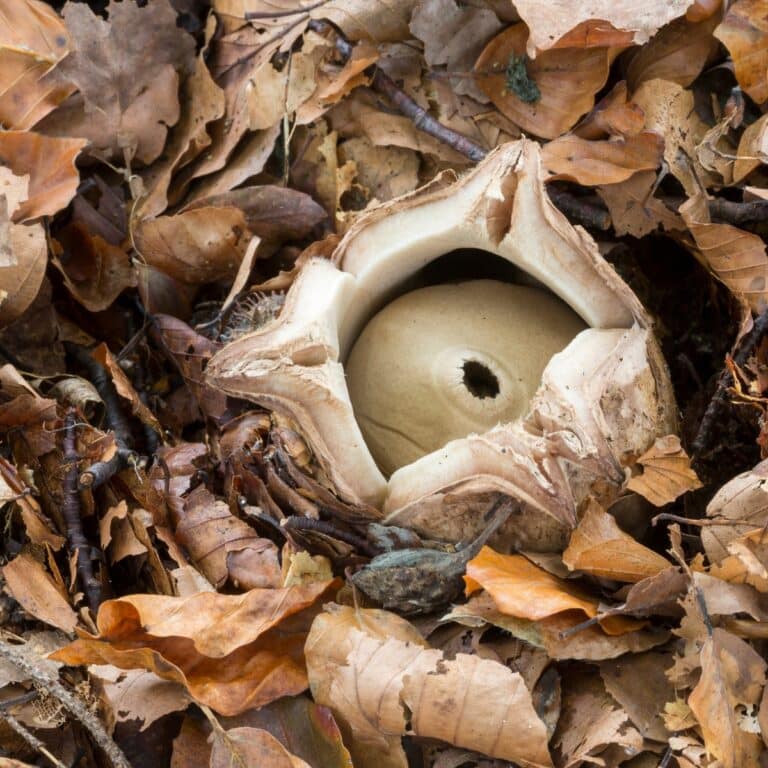 Earth Star and False Earth Star Mushroom Identification Guide: North ...
