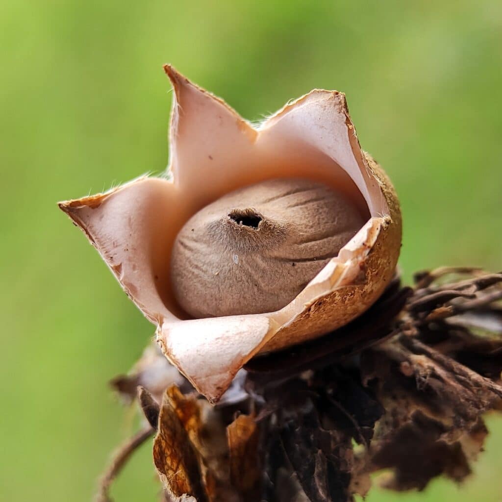 Earth Star and False Earth Star Mushroom Identification Guide: North ...